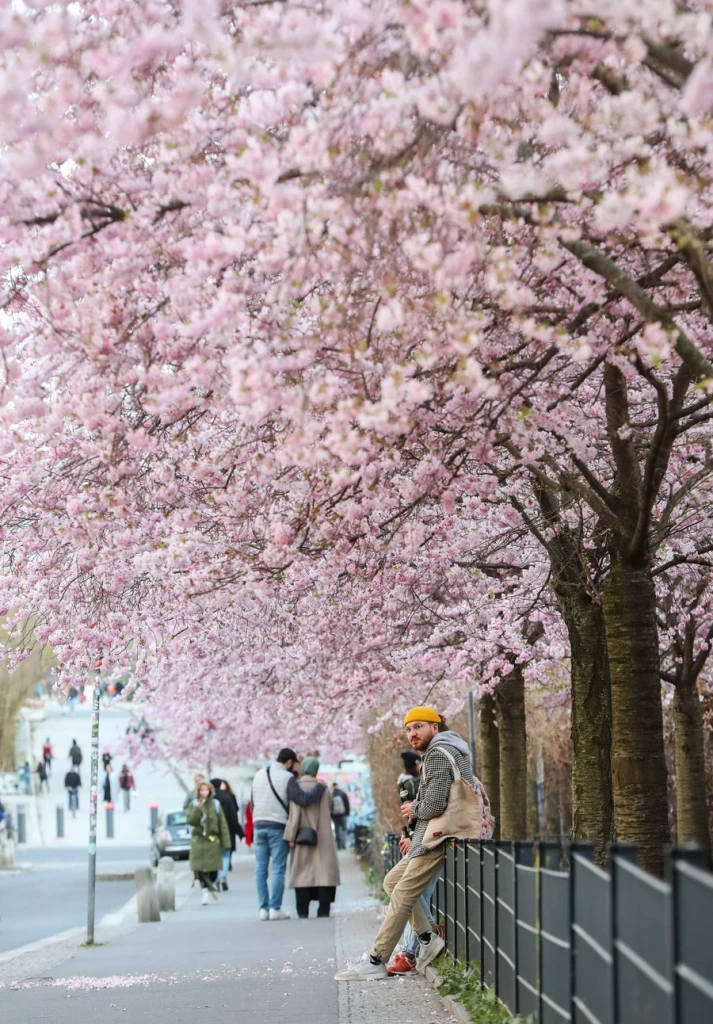 สวยหวาน สวยไม่อาจละสายตา ชมซากุระบานสะพรั่งในฤดูใบไม้ผลิทั่วทุกมุมโลก