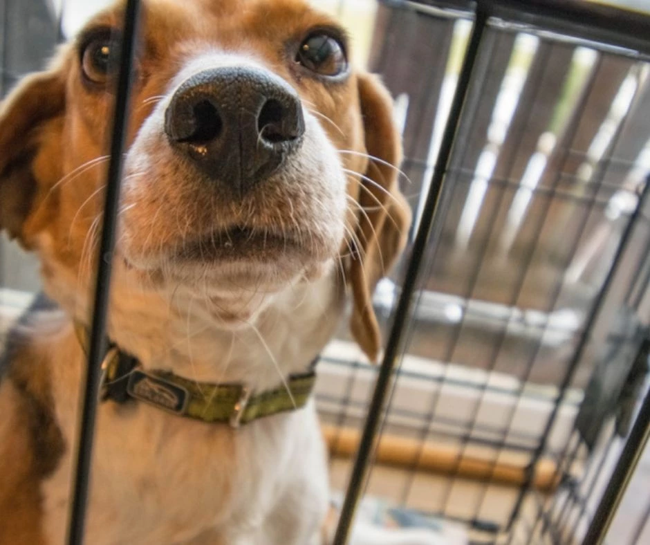 Animal rescue organizations have saved extra than 4,000 beagle puppies ...