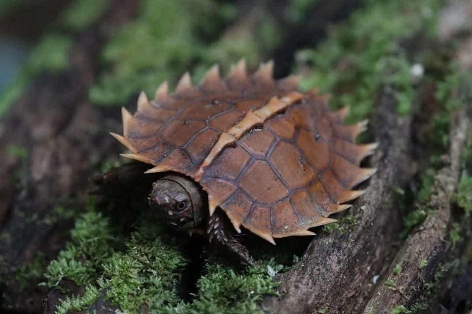 รู้จัก 'เต่าหนาม' หรือ 'เต่าจักร' สัตว์หายากและใกล้สูญพันธุ์ในไทย หายากมาก!