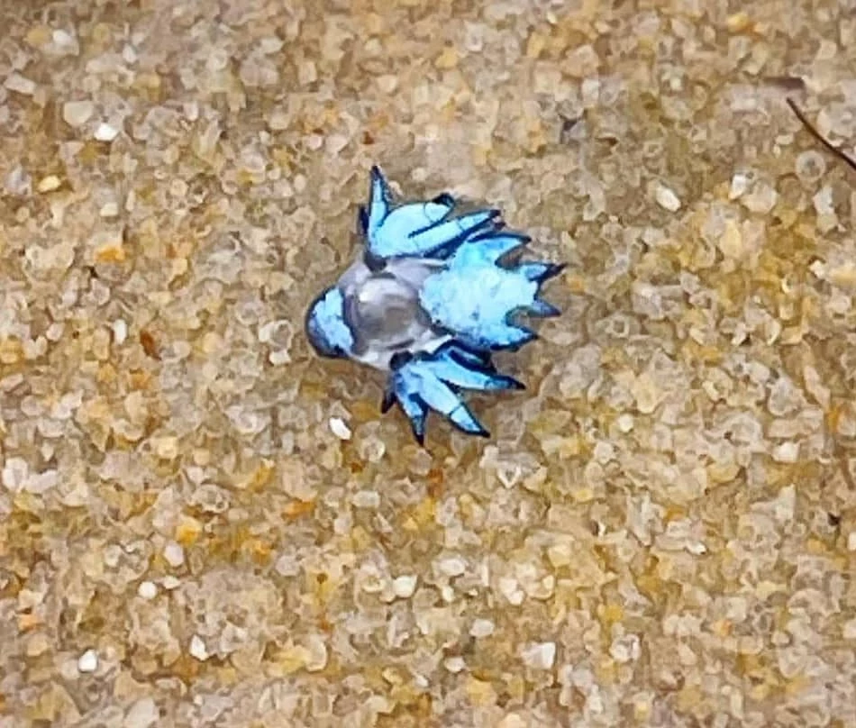 สวยมีพิษ ห้ามจับ พบทากทะเลหายาก blue dragon โผล่ภูเก็ต