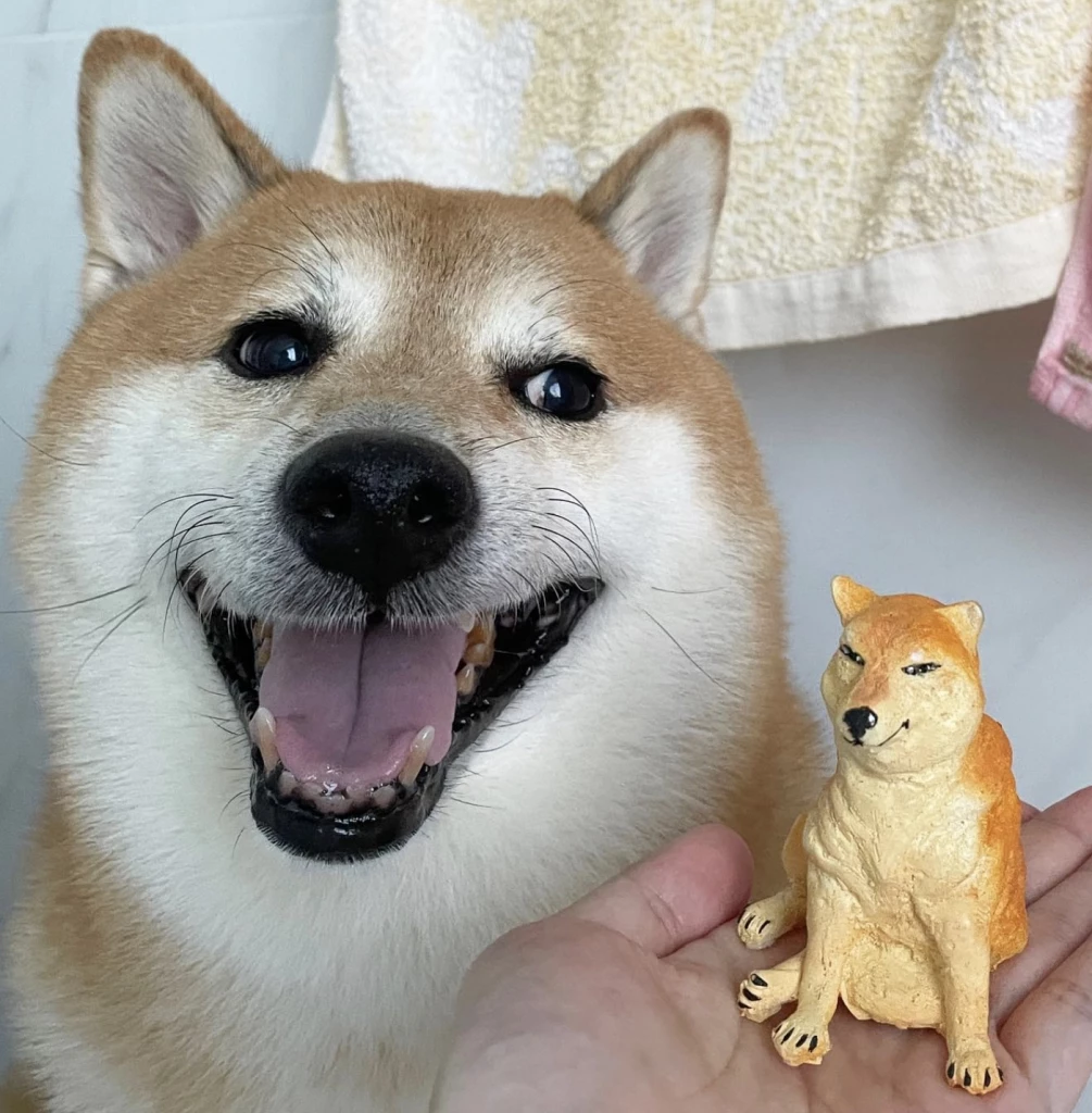 อาลัย! สุนัขชิบะ Balltze มีมดัง cheems กลับดาวหมาแล้ว