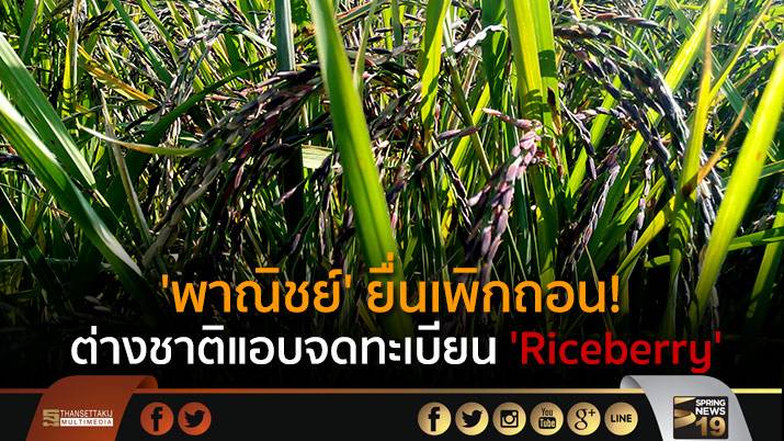 'พาณิชย์' ยื่นเพิกถอน! ต่างชาติแอบ'จดทะเบียน 'Riceberry'