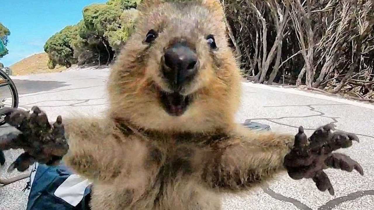 พ้นวิกฤตสูญพันธุ์! ‘ควอกก้า’เพิ่มจำนวนขึ้น จากที่เคยเหลือเพียง 39 ตัว