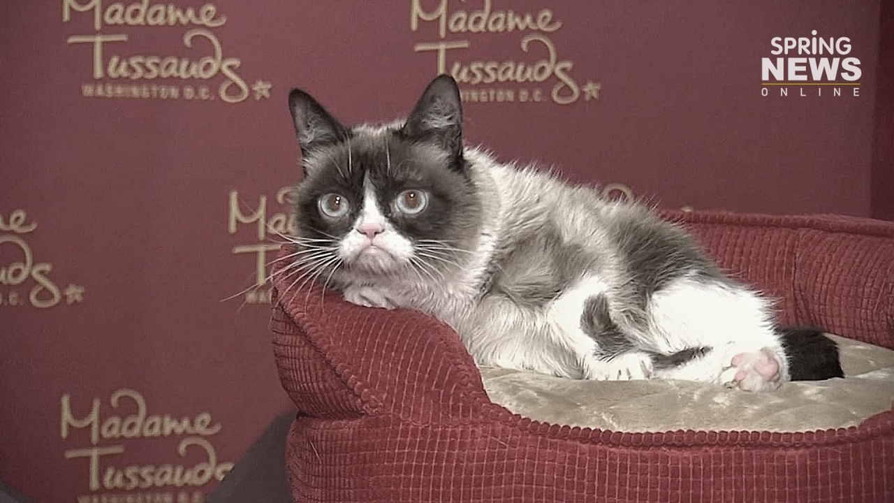 Grumpy Cat เจ้าแมวหน้าบึ้งขวัญใจชาวเน็ตตายแล้วในวัย 7 ปี
