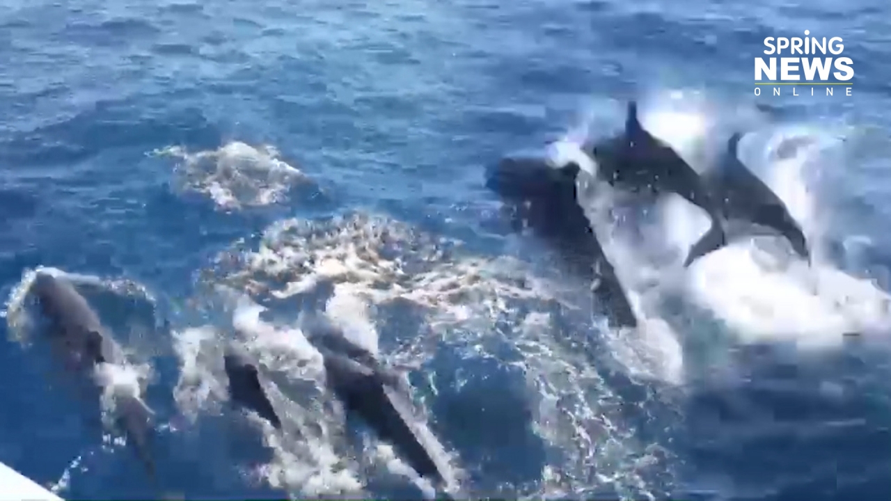 ตื่นเต้น! ฝูงวาฬเพชฌฆาตดำร่วม 30 ตัวโผล่ใกล้เกาะเต่า