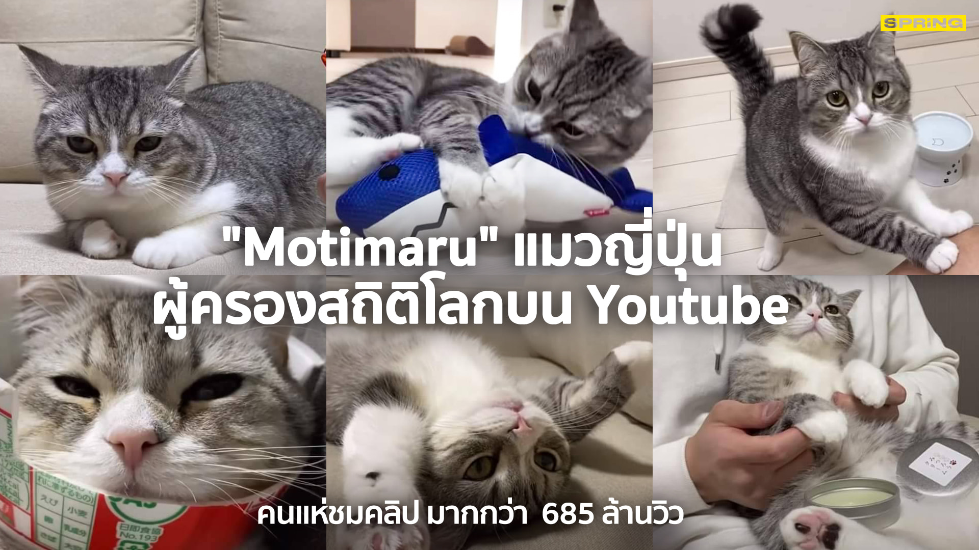 "Motimaru" กลายเป็นน้องแมว ที่ได้รับการรับชมมากที่สุดโลก บน Youtube