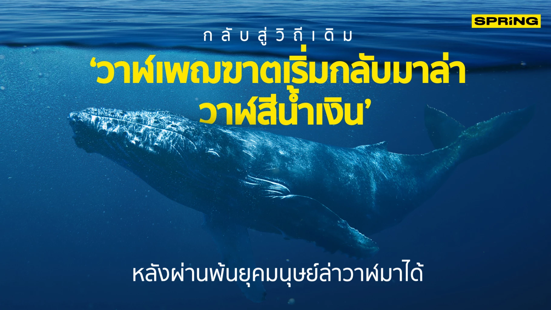 กลับสู่วิถีเดิม วาฬเพชฌฆาตกลับมาล่าวาฬสีน้ำเงิน หลังพ้นยุคมนุษย์ล่าวาฬ