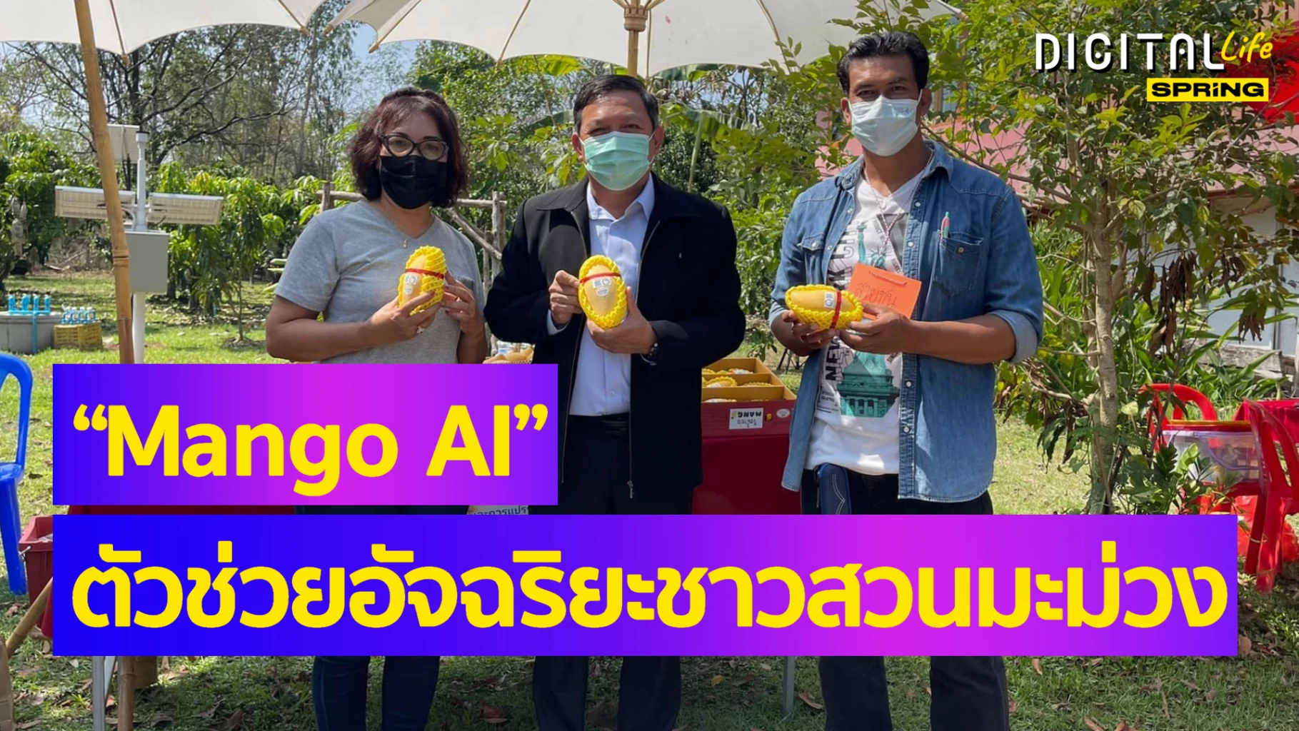 Mango AI ตัวช่วยอัจฉริยะชาวสวนมะม่วงน้ำดอกไม้สีทอง เพิ่มคุณภาพส่งออก