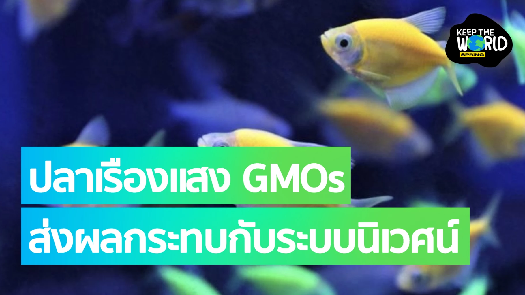 ปลาเรืองแสง GMOs อาจสร้างความเสียหายต่อความหลากหลายทางชีวภาพ