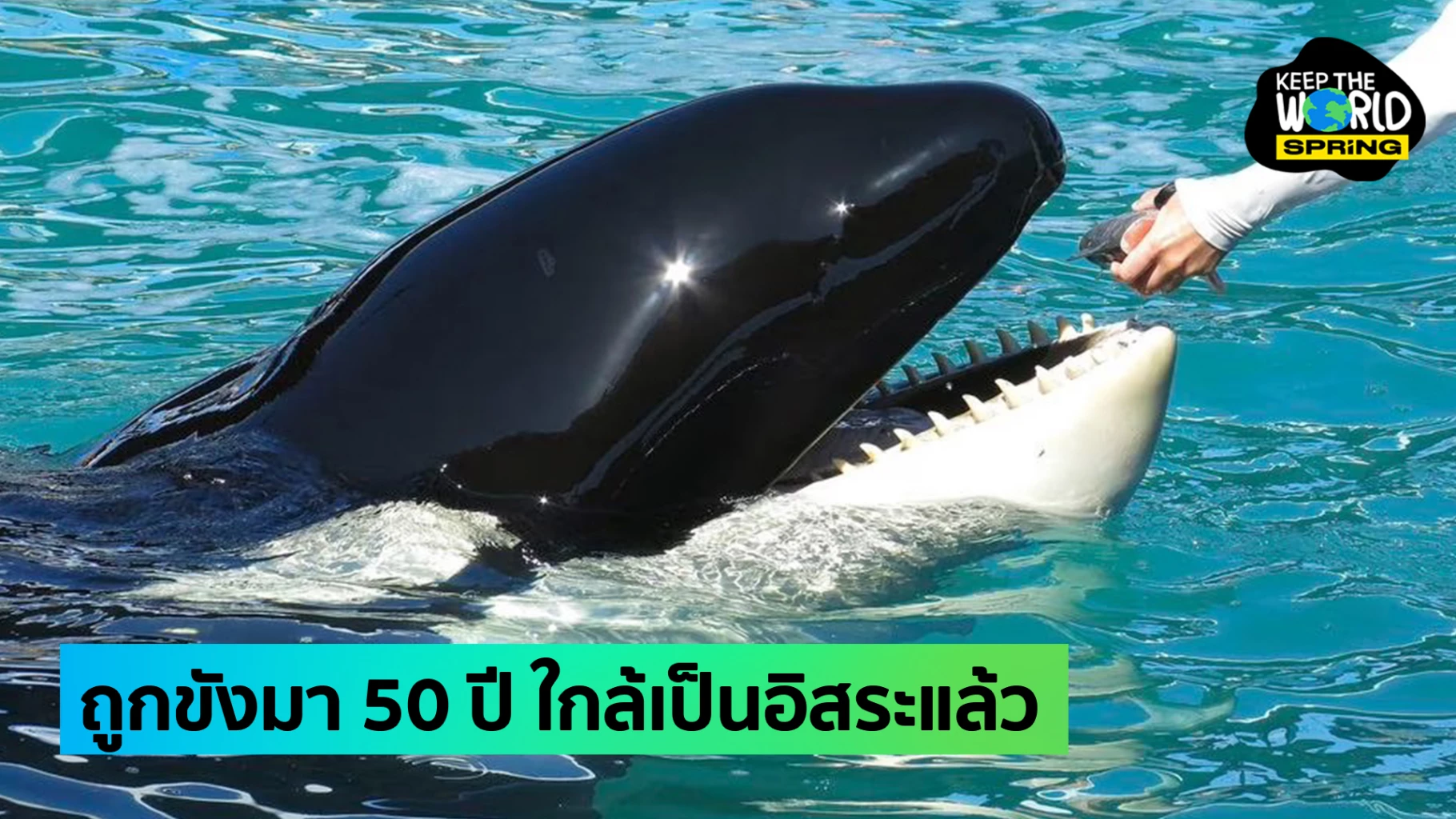 พิพิธภัณฑ์สัตว์น้ำสหรัฐฯ เตรียมปล่อย วาฬเพชฌฆาต หลังถูกจับมาแสดงโชว์ 50 ปี