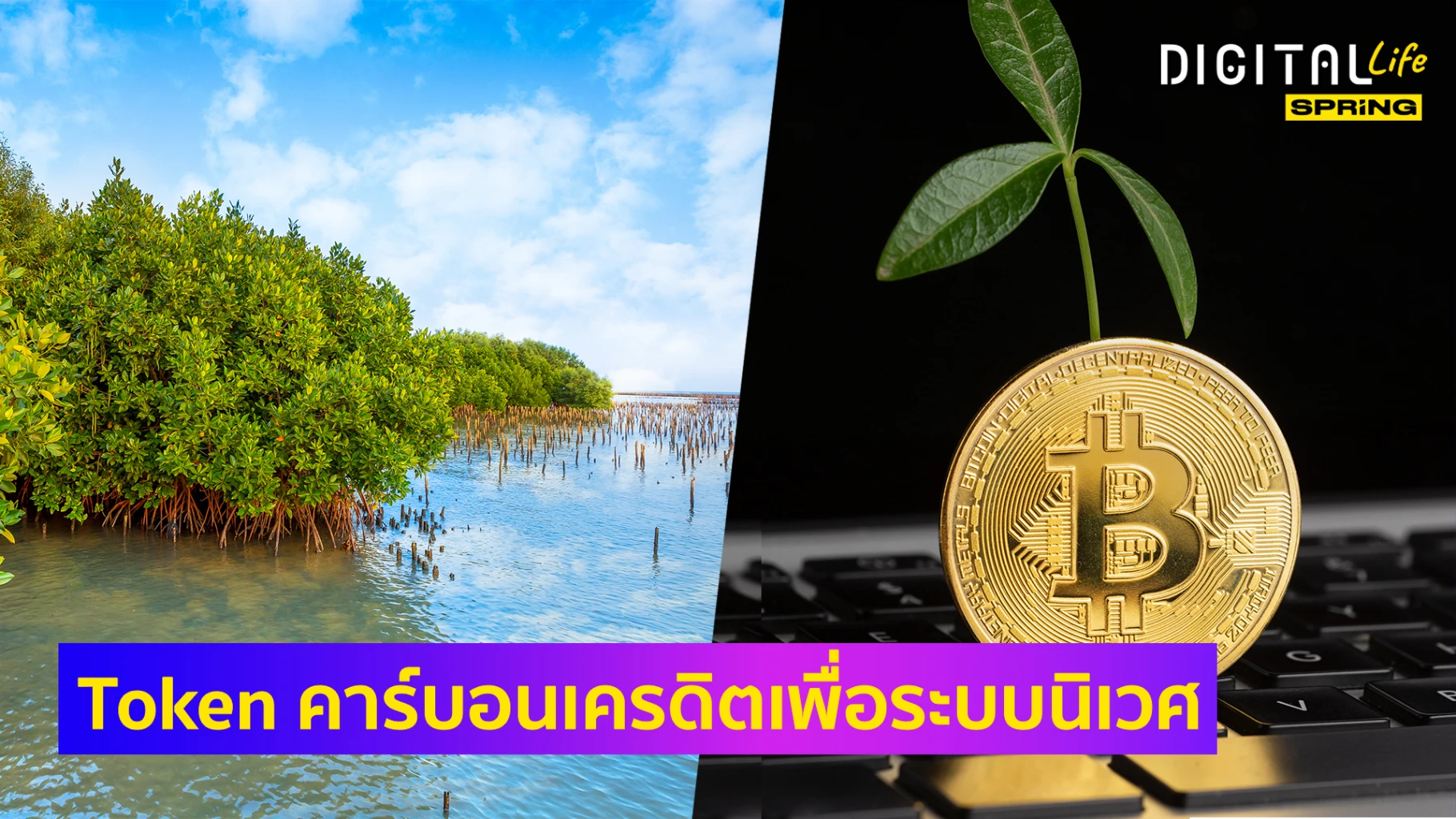 "Token คาร์บอนเครดิตป่าชายเลน" เพื่อระบบนิเวศยั่งยืนของไทย เปิดตัวต้นปี 67
