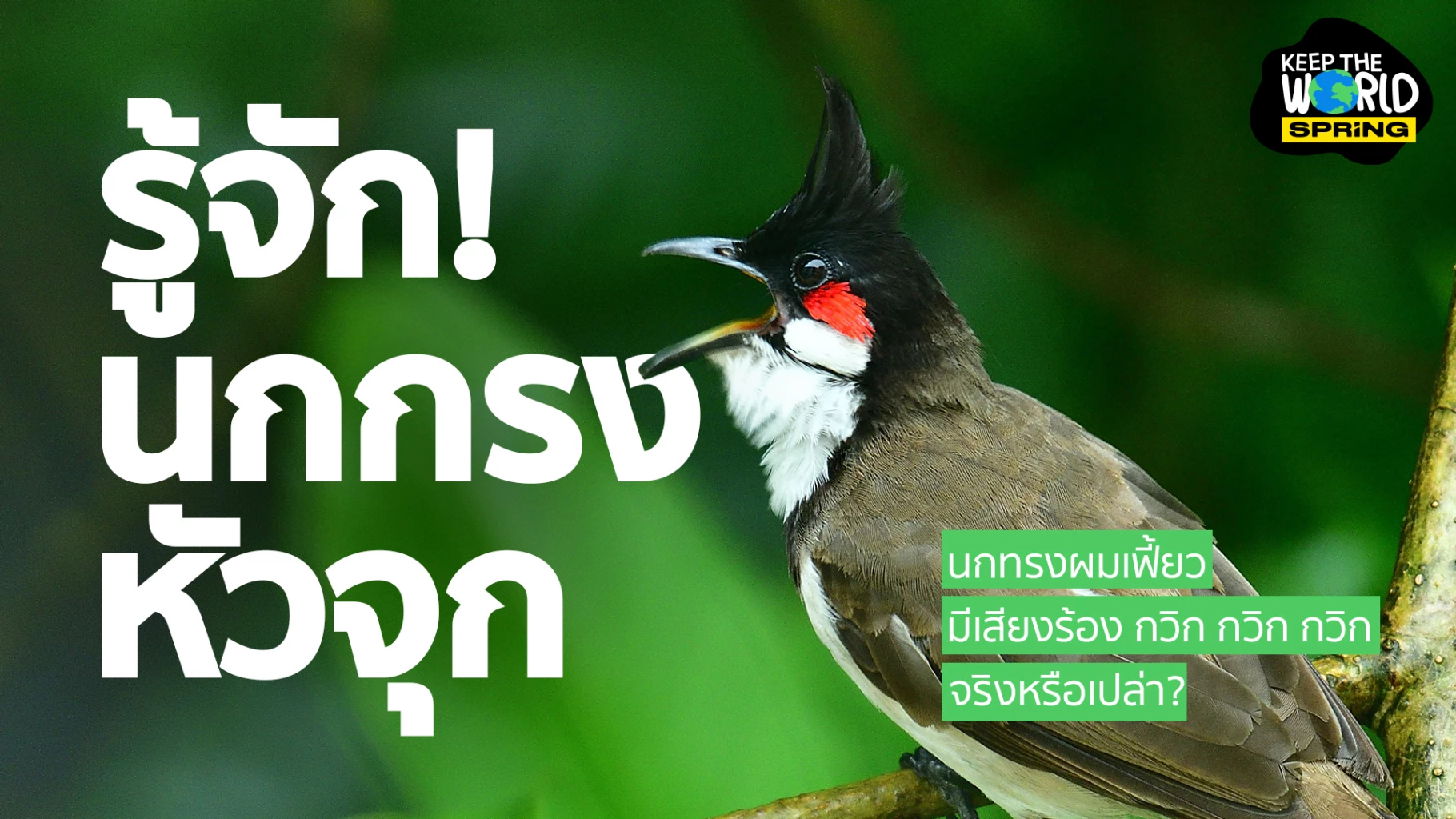 รู้จัก! นกกรงหัวจุก นกทรงผมเฟี้ยว มีเสียงร้อง กวิก กวิก กวิก จริงหรือเปล่า?