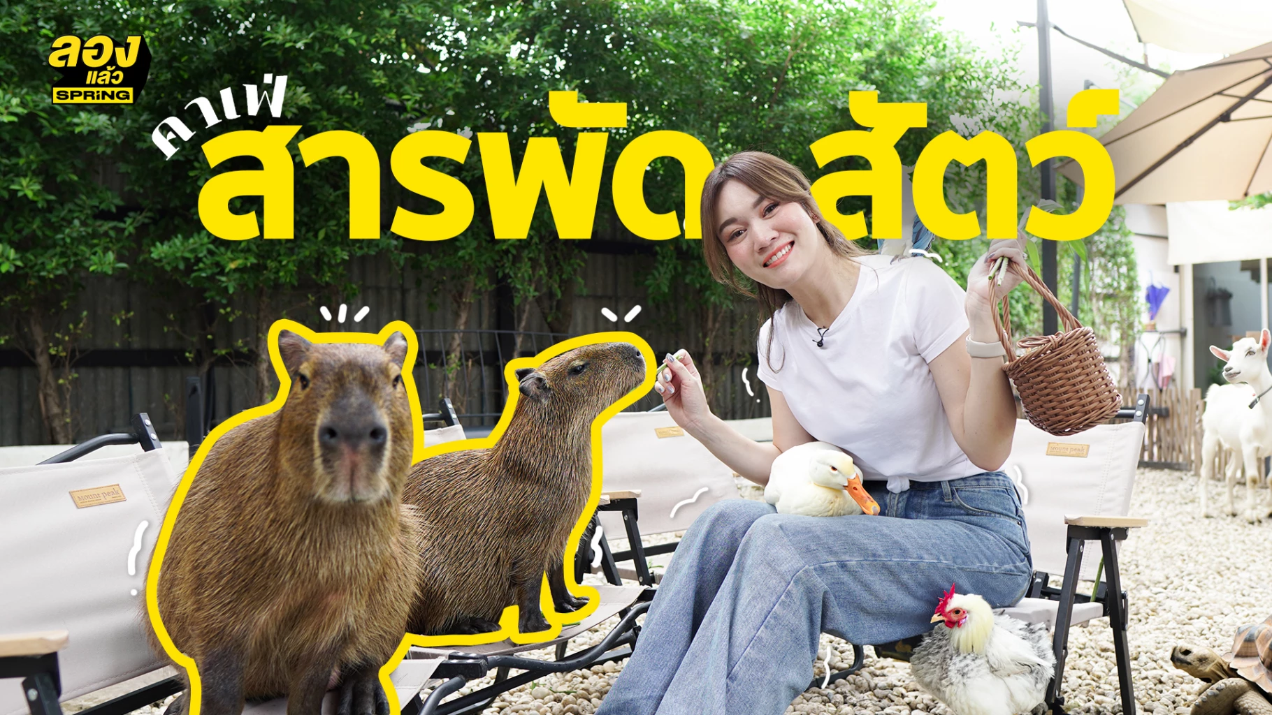 little zoo cafe ใกล้ชิดกับสัตว์ ในบรรยากาศคาเฟ่