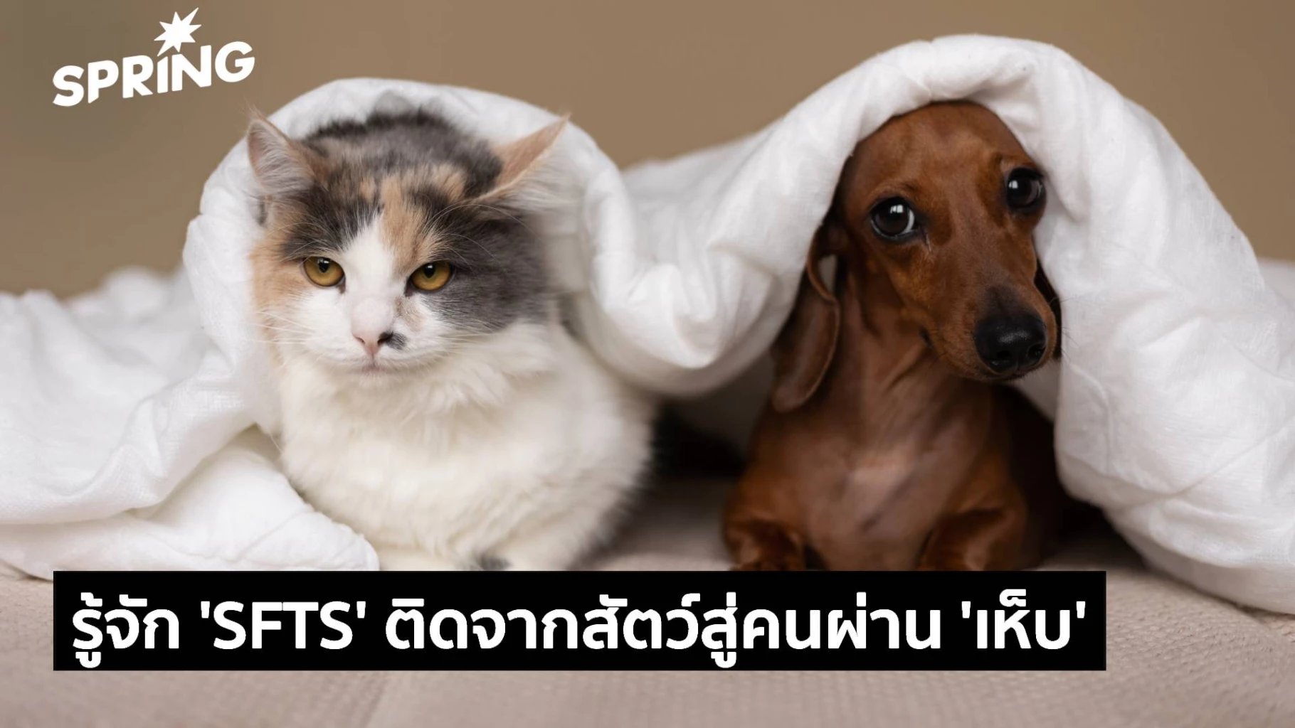รู้จัก 'เชื้อไวรัส SFTS' โรคติดต่อสัตว์สู่คน ไทยพบป่วย 3 ราย เสียชีวิต ...